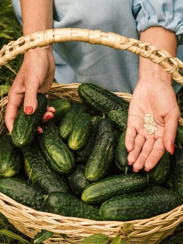 7 Healthy Reasons To Eat Cucumber Seeds