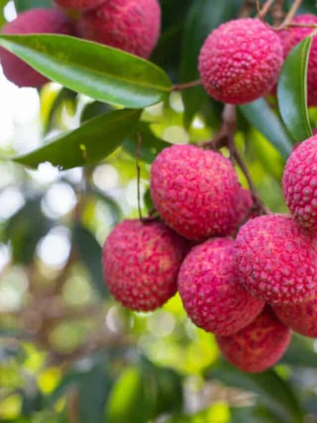 Food & Recipes: Easy to make Veg & Non-Veg Recipes