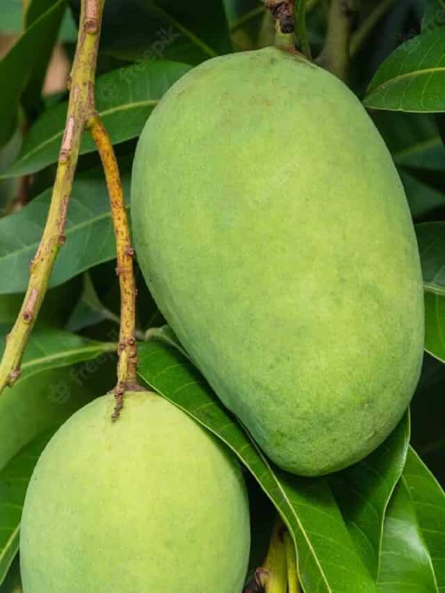 Kacche aam ka murabba: अगर आपको कच्चे आम से बनी चीजें पसंद है तो जानिए ...