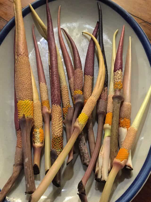 Maharashtrian Shevla Bhaji Stir Fry: A Monsoon Special Meal Accompaniment