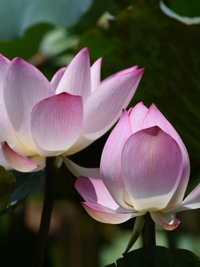 Many Ways To Eat Lotus As Delicious Delicacies And Snacks