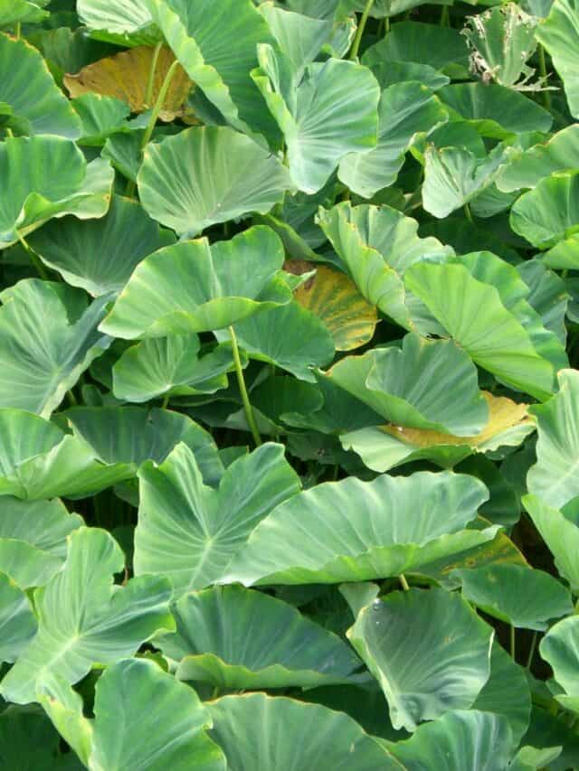 Arbi Ka Patta: 7 Monsoon Special Recipes To Make With Colocasia Leaves