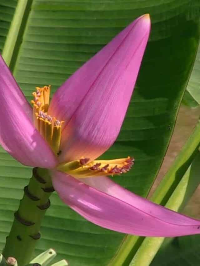 8 Unique Dishes Made With Banana Flower