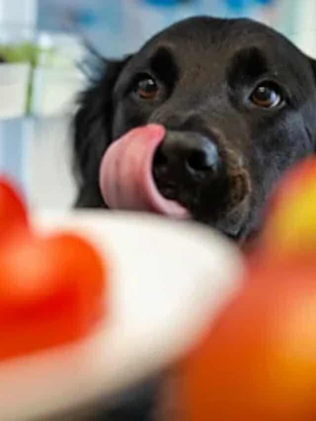 Delicious And Healthy Homemade Food For Dogs
