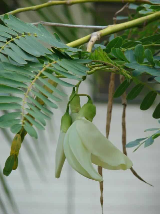 Jharkhand’s Tribal Cuisine: Authentic Bok Phool Recipe To Try