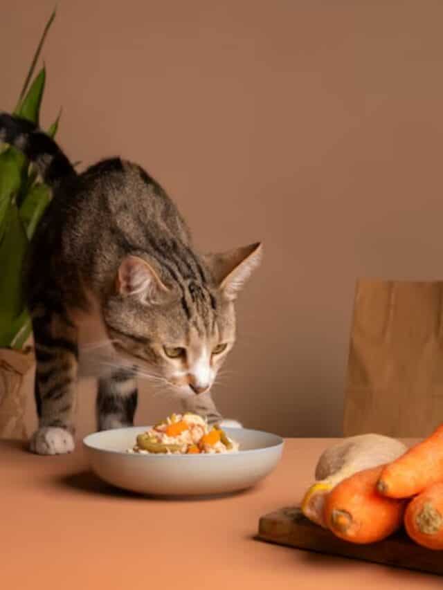 7 Best Foods For Cats That Pet Owners Should Consider