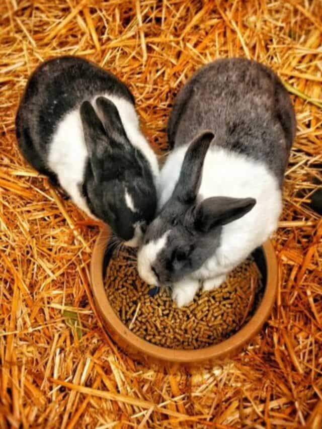 7 Foods That You Must Now Feed Your Rabbit