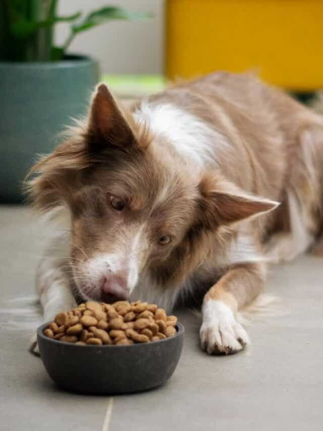 7 Food Items You Must Keep Your Pets Away From