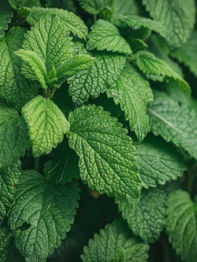 7 Tips To Store Mint Leaves For A Long Time